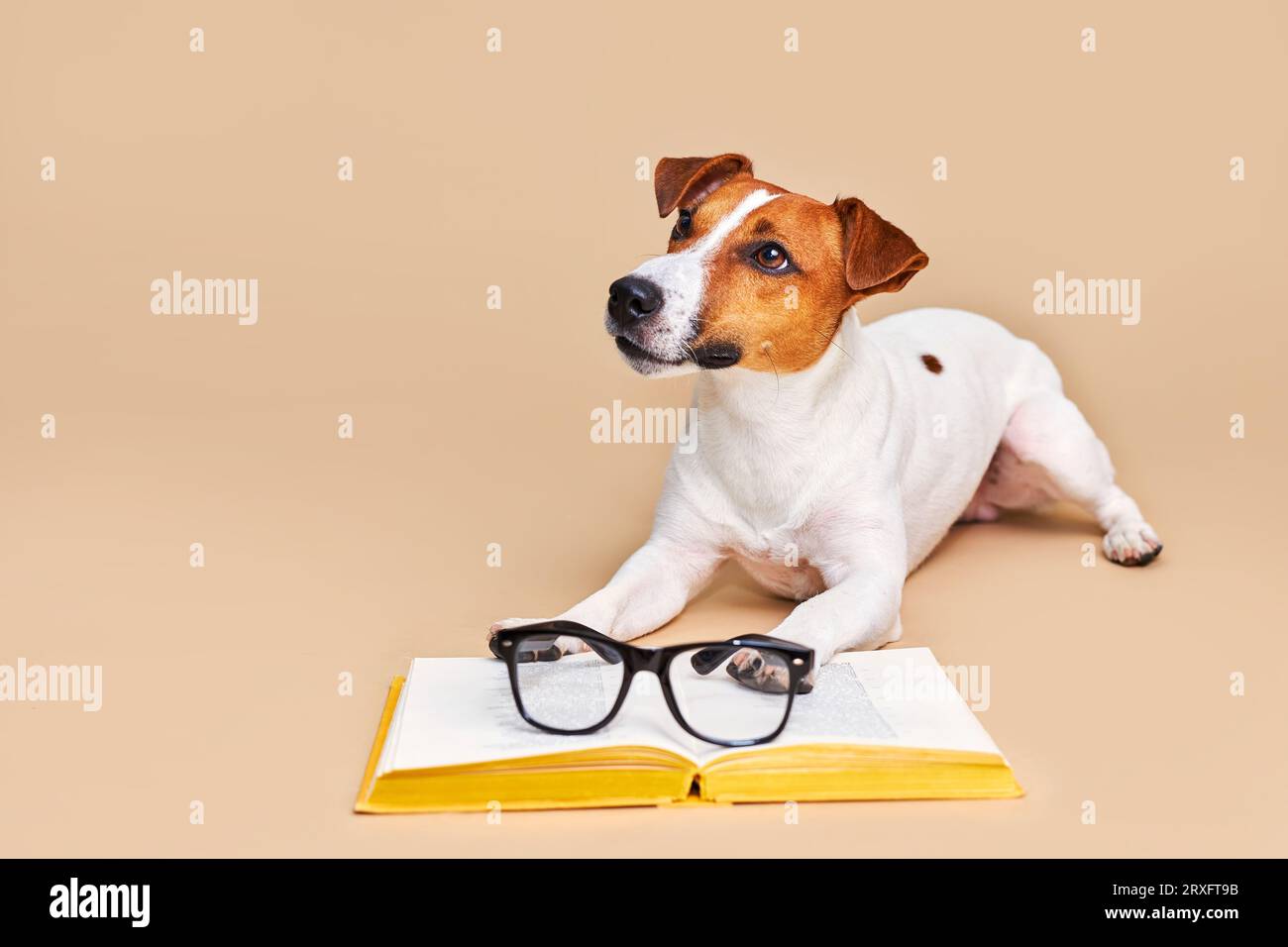 Cute dog jack russell terrier with glasses lying with book, reading and studying on a beige ...