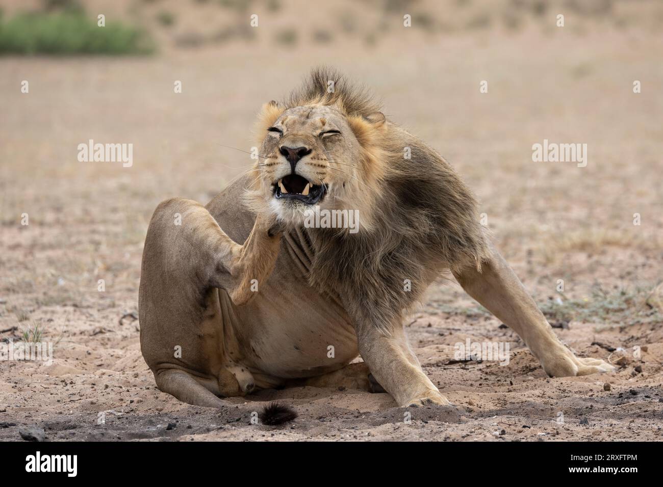 Lion (Panthera leo) scratching, Kgalagadi transfrontier park, Northern ...