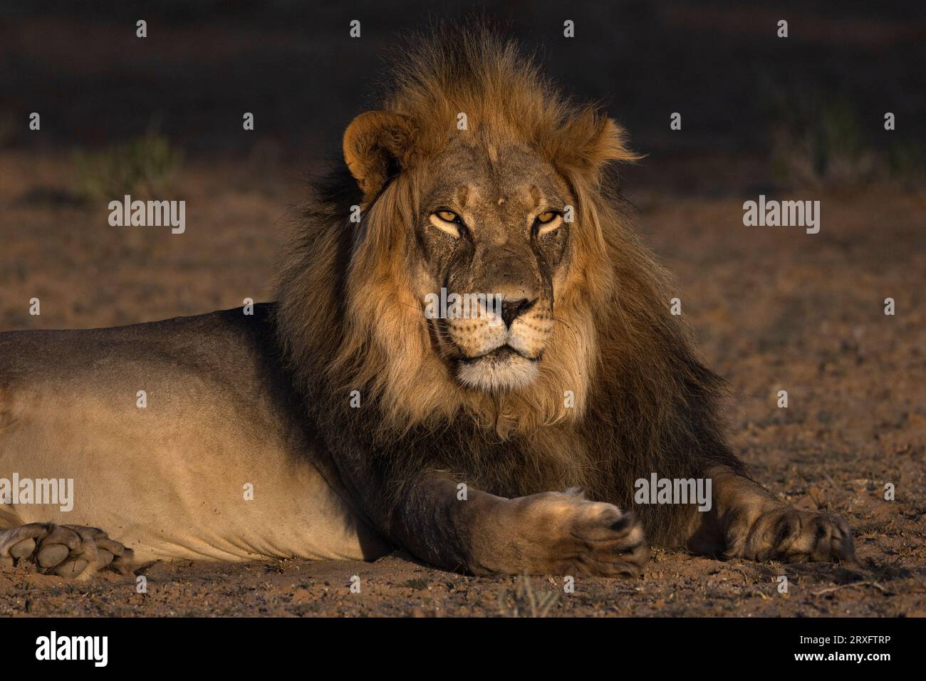 Lion (Panthera leo), Kgalagadi transfrontier park, Northern Cape, South ...