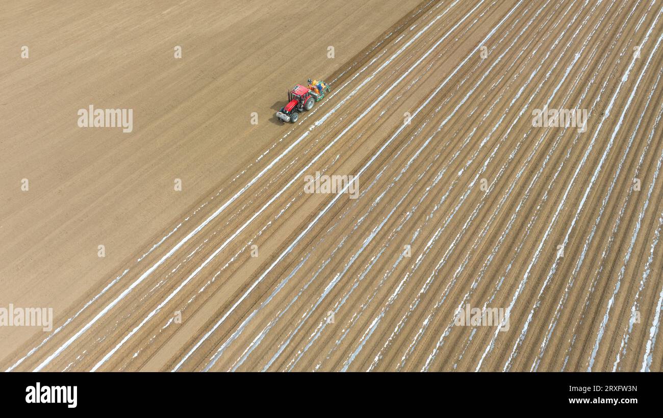 Farmers use planters to grow potatoes in the fields, North China Stock ...