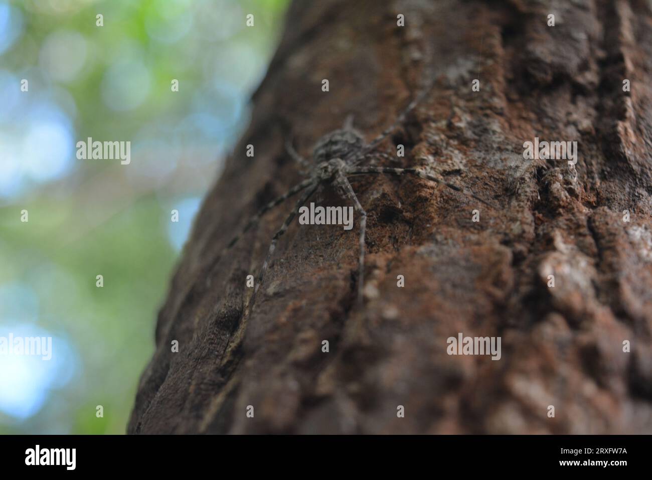 wild life photography, insect,animals and cloud nature is beautiful ...