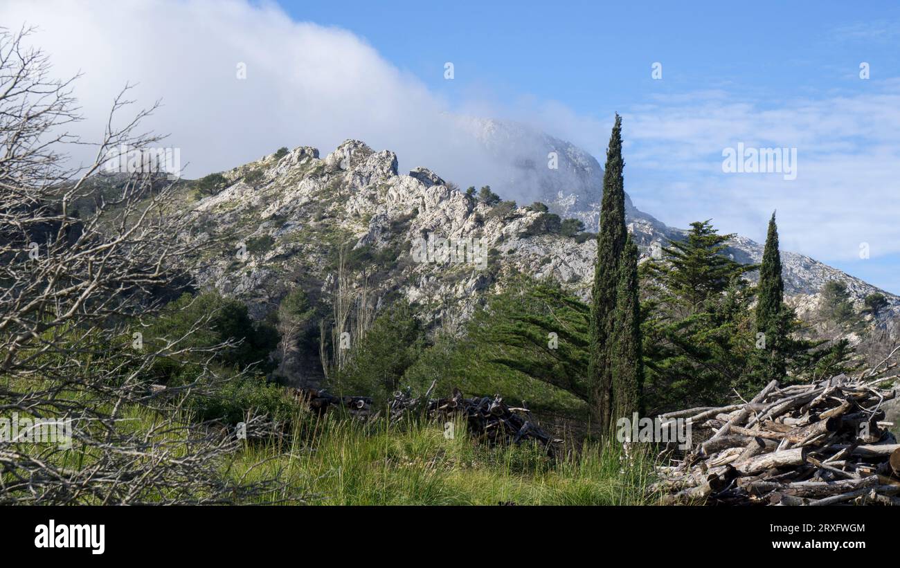 Hiking through the gnarled olive trees of the Tramuntana in Majorca ...