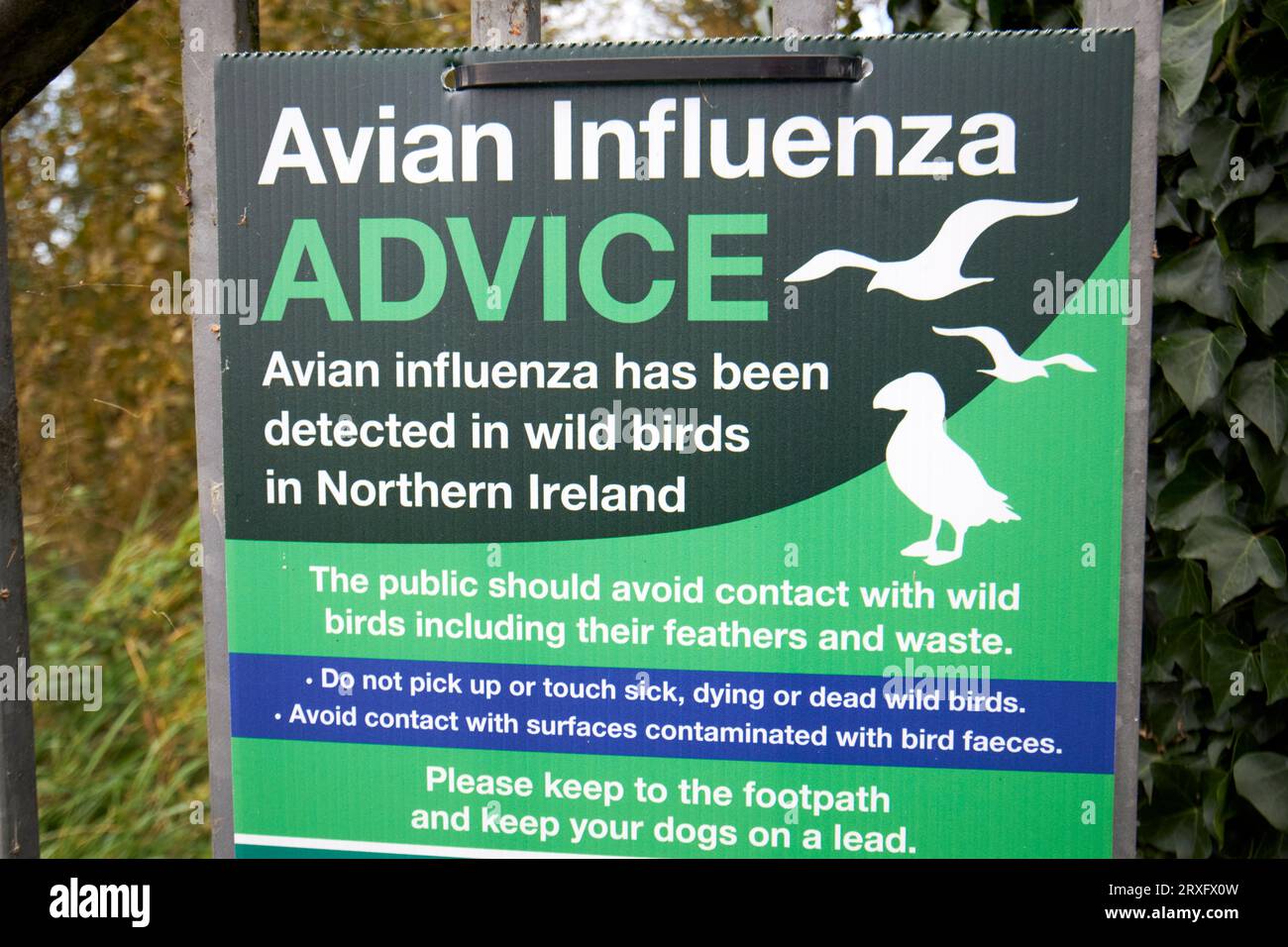 avian influenza warning signs and advice near lough neagh Northern ...