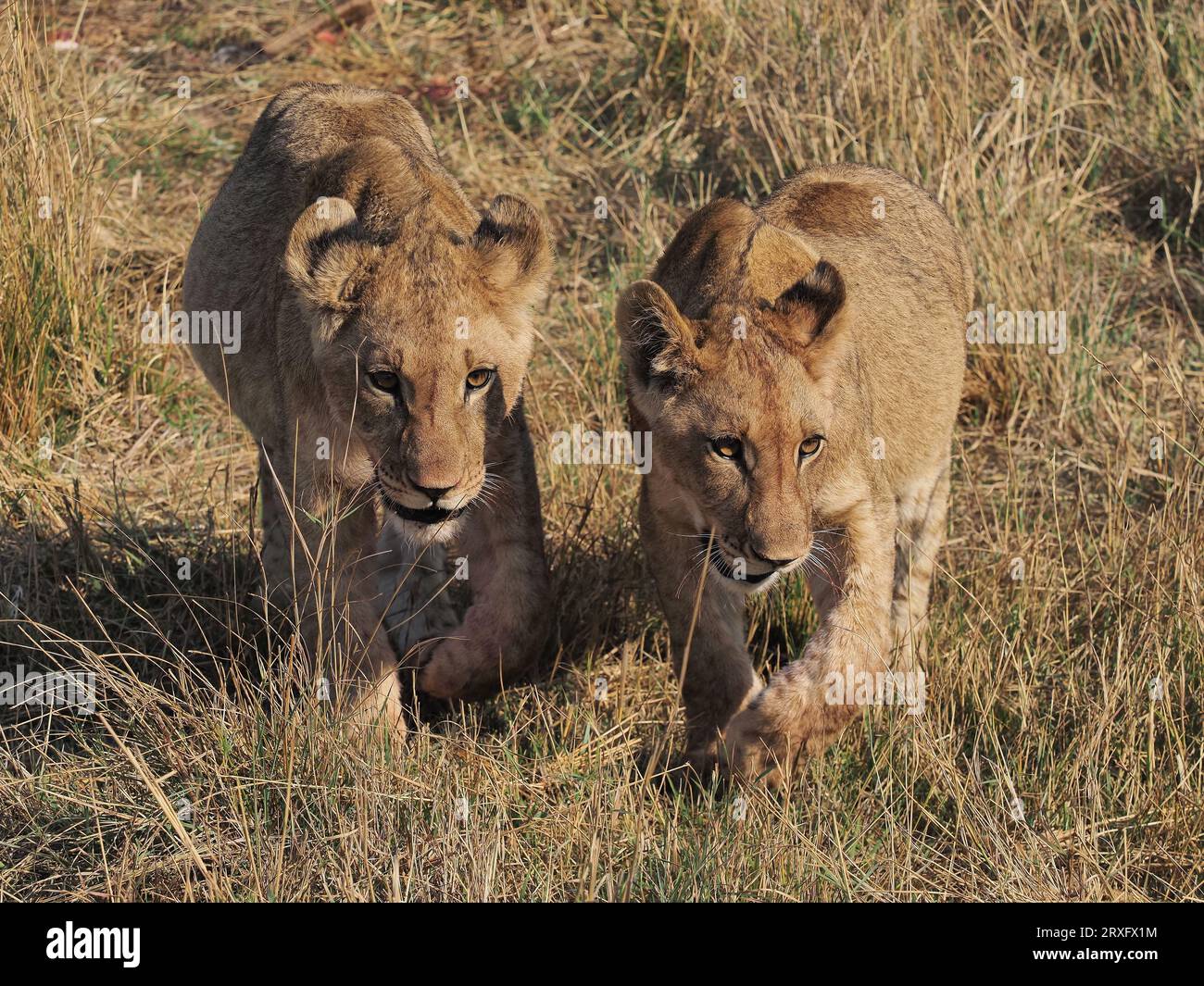 This mother was with 2 well grown cubs away from the pride. She had ...