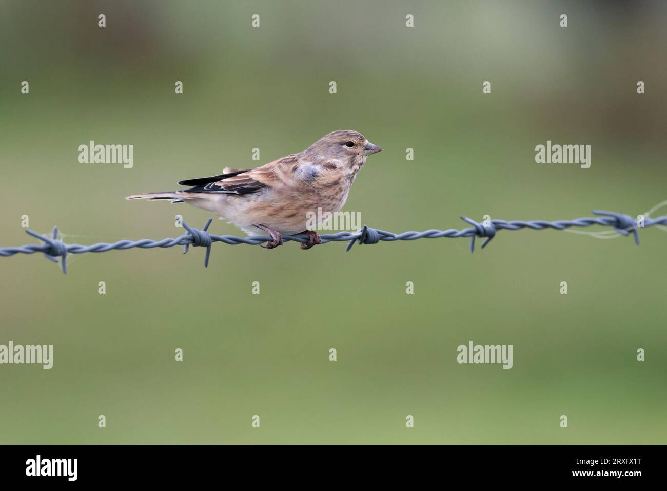 Slim female linnet hi-res stock photography and images - Alamy