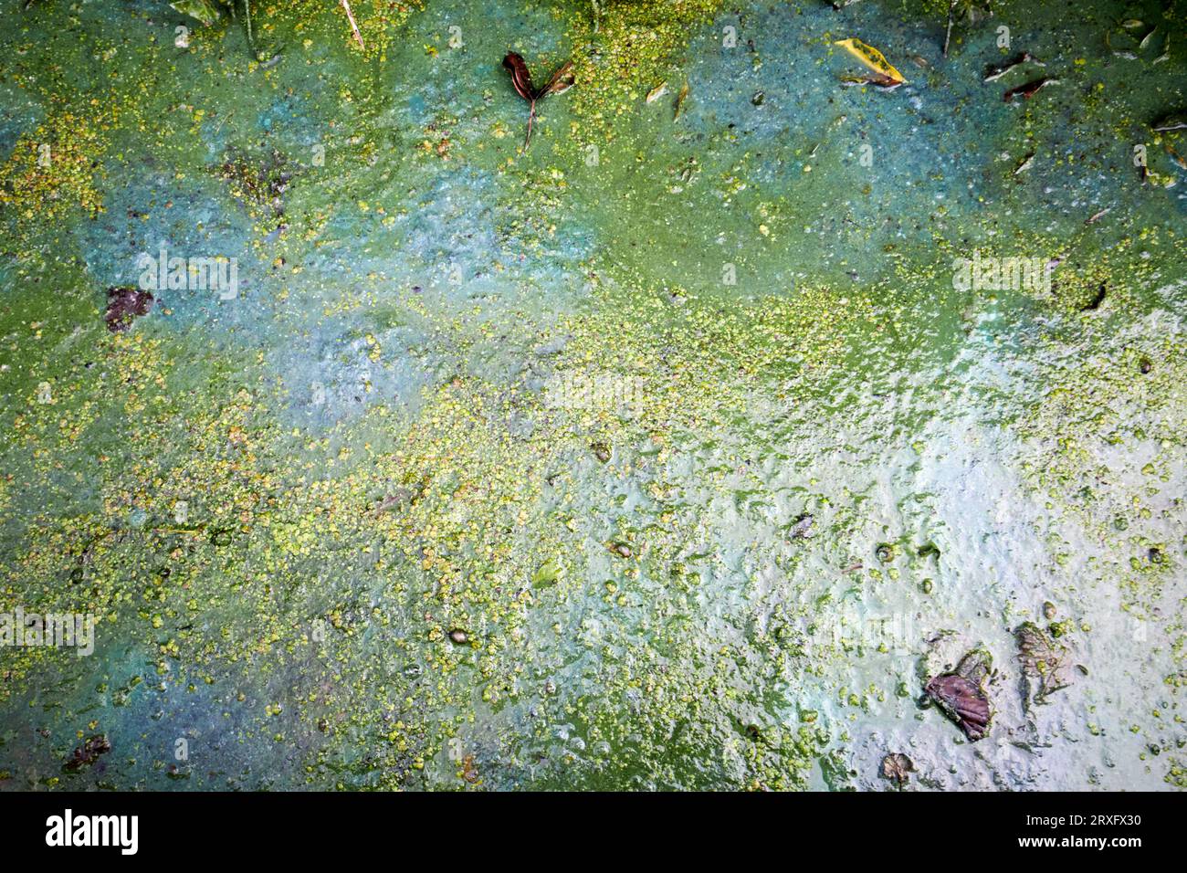 thick sludge blue green algae outbreak on Lough Neagh Northern Ireland ...