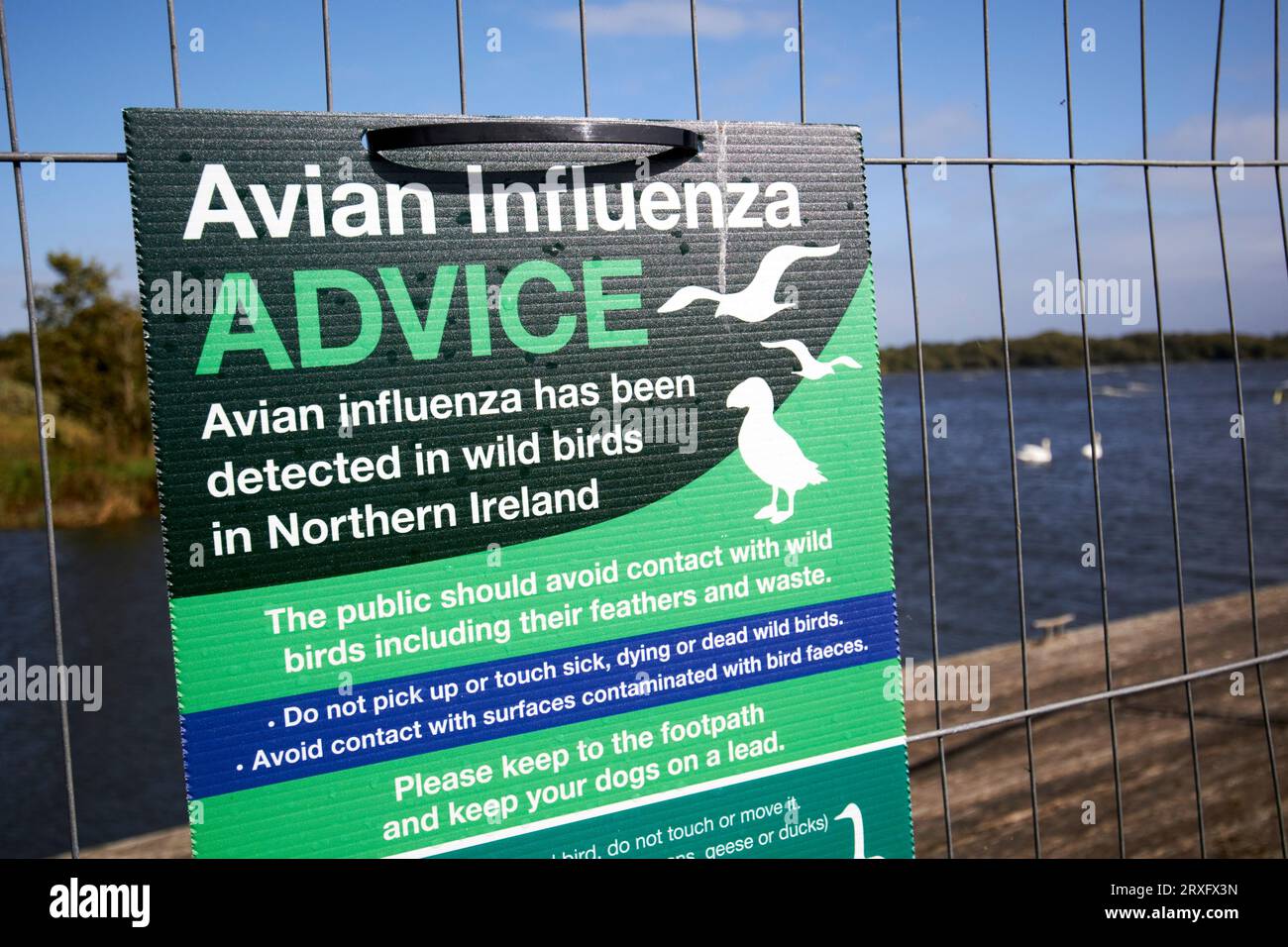 avian influenza warning signs and advice near lough neagh Northern ...