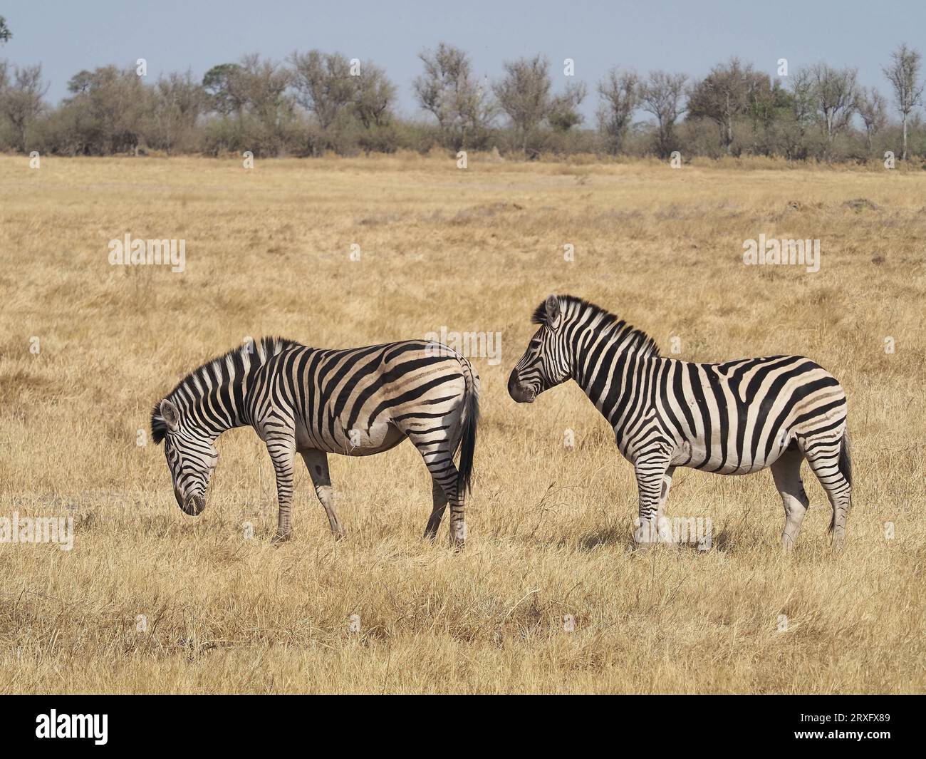 Plains zebra live in small family groups, but often associate with ...