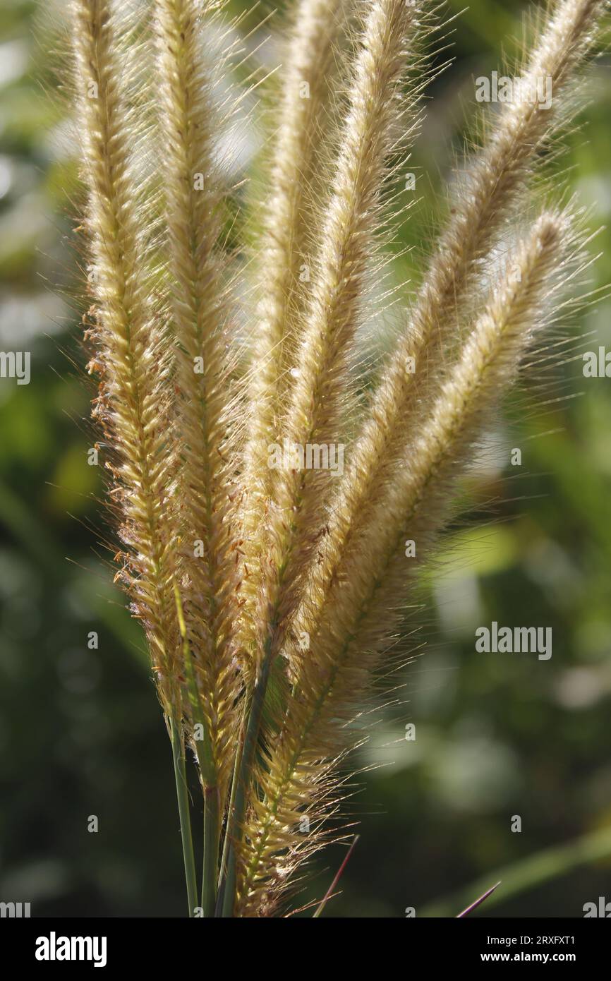 Brown dry grass flower hi-res stock photography and images - Alamy