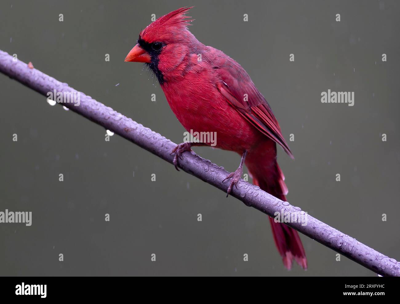 Wet northern cardinal hi-res stock photography and images - Alamy