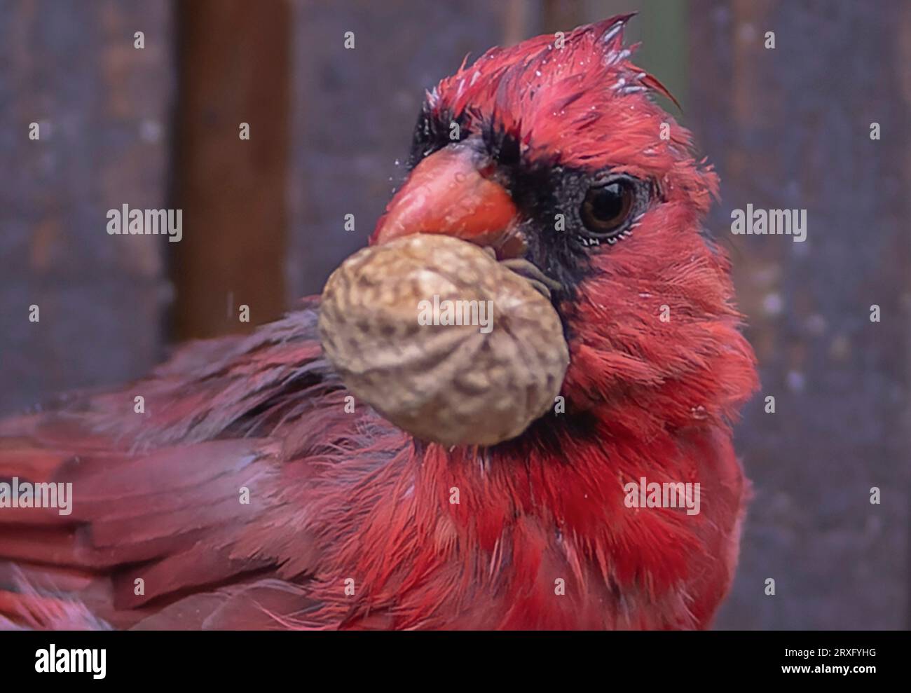 Northern cardinal with a peanut hi-res stock photography and images - Alamy