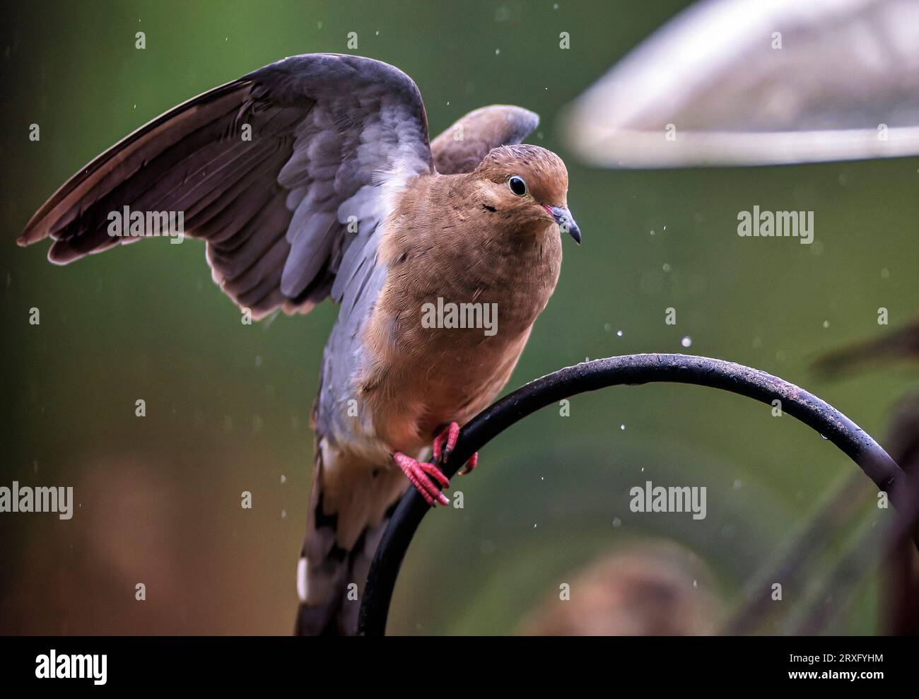 Wet mourning dove hi-res stock photography and images - Alamy