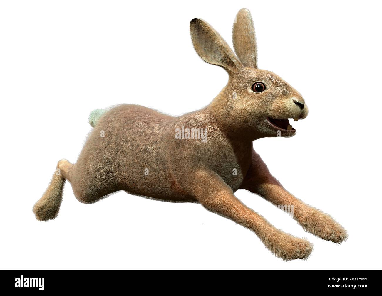 3D rendering of a brown hare isolated on white background Stock Photo ...