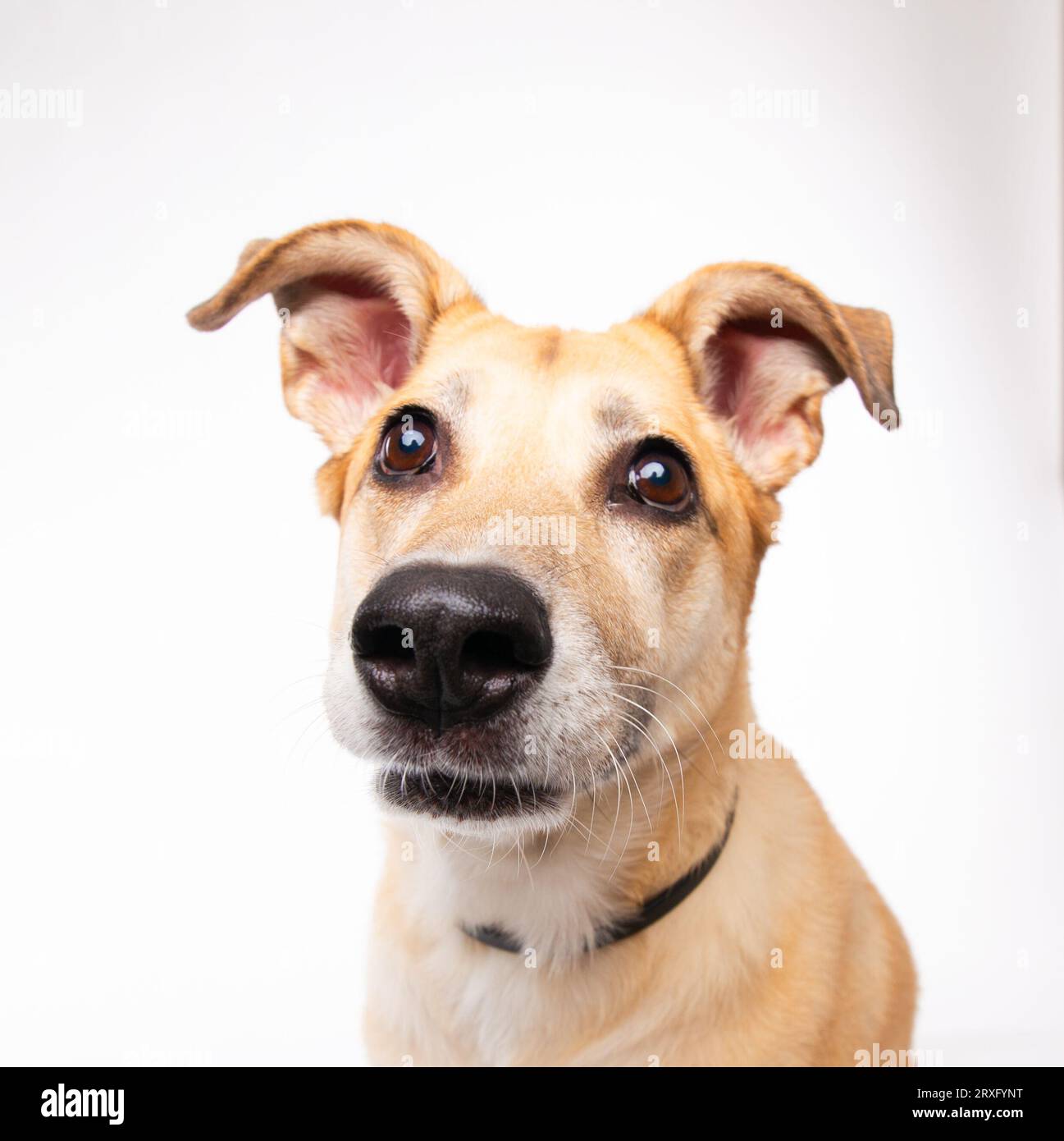Beige dog hi-res stock photography and images - Alamy