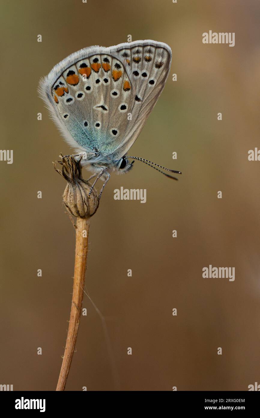 Native british butterflies hi-res stock photography and images - Alamy