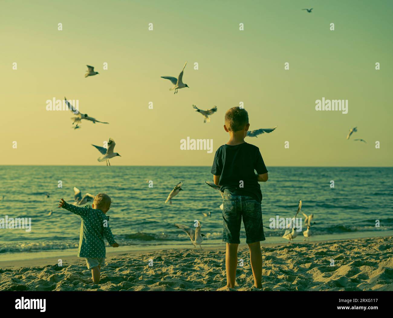 Seagulls by the sea - bird attack Stock Photo - Alamy
