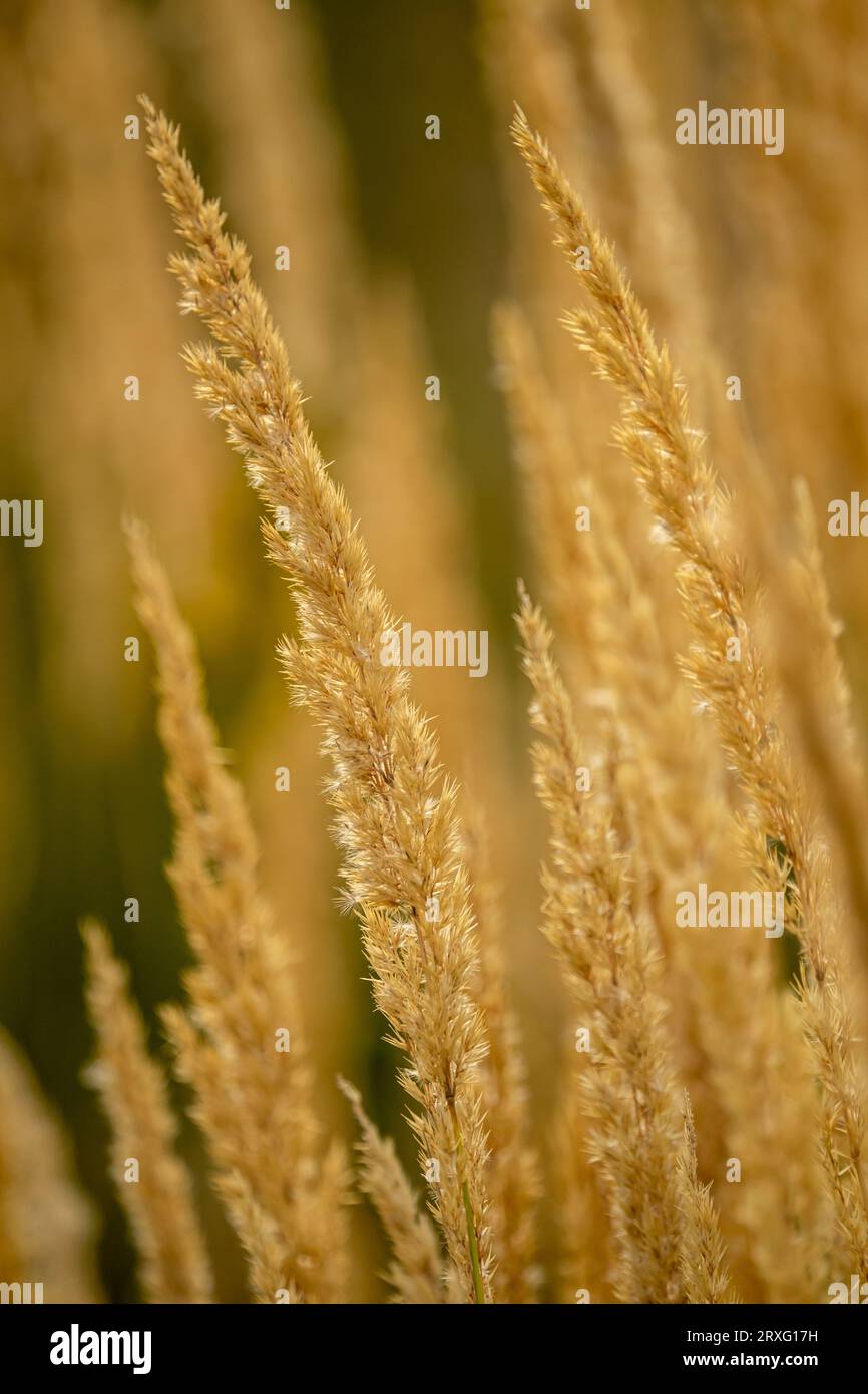 Grasses - macro photography - wallpaper Stock Photo - Alamy