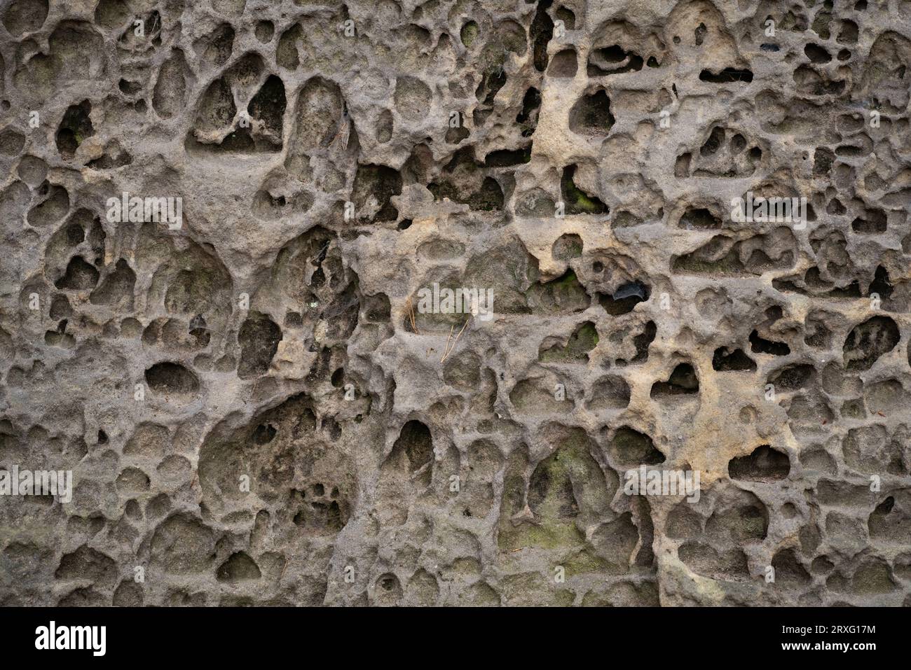 Honeycomb erosive formations on a vertical surface of cretaceous ...
