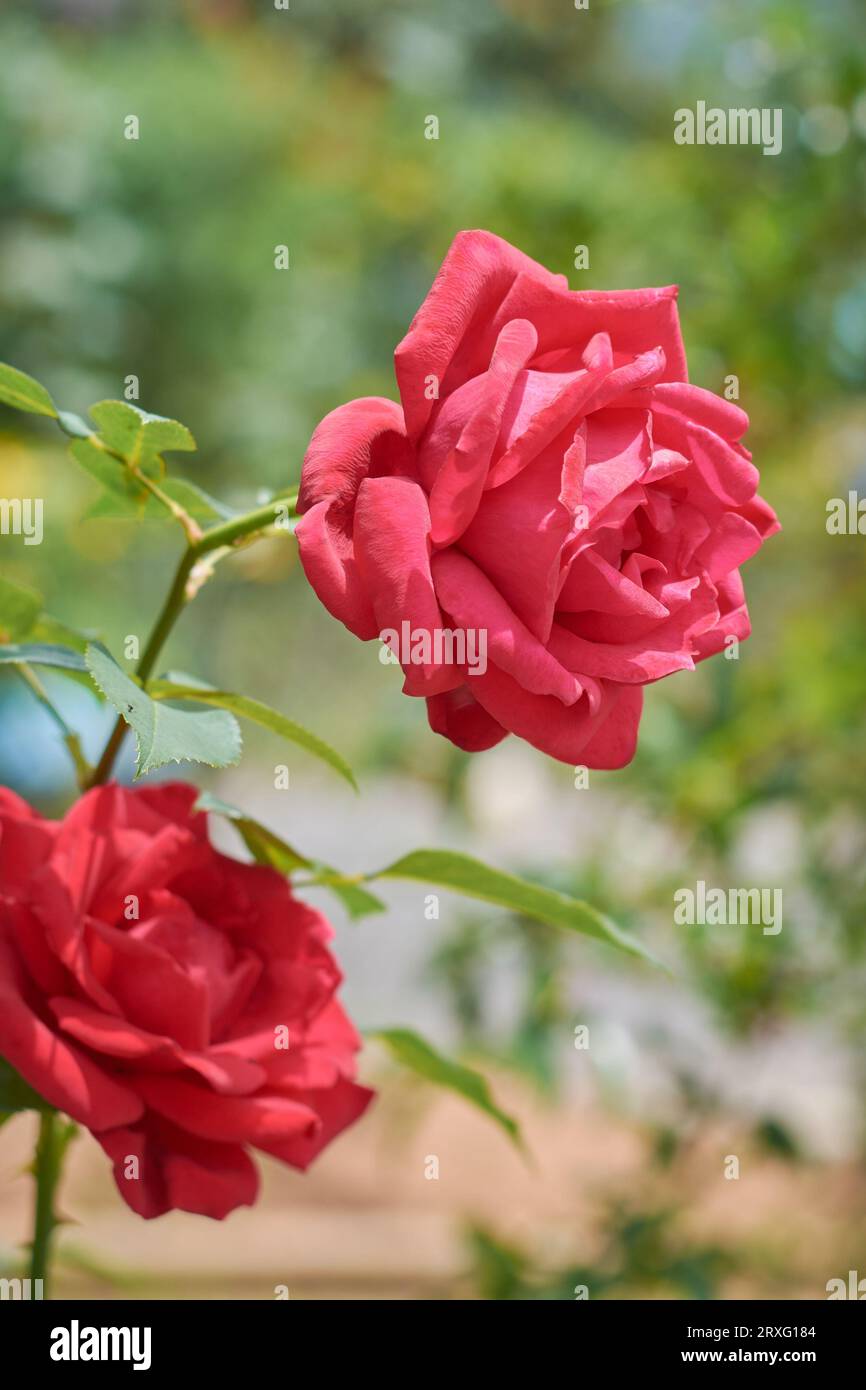 close-up of red roses in the garden on sunny day, taken in selective ...