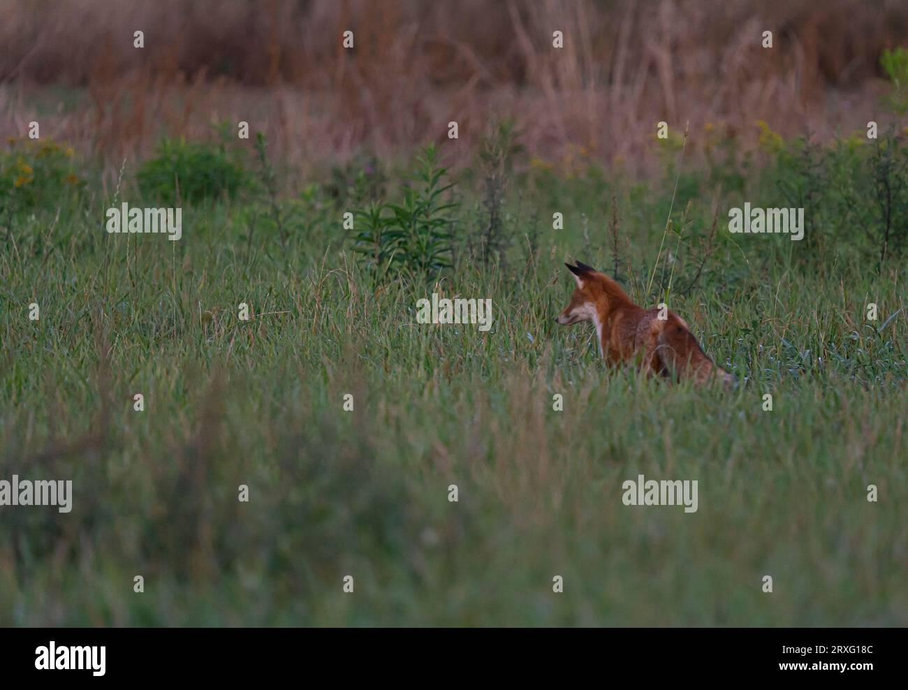 Fox in nature - fox hunting Stock Photo - Alamy