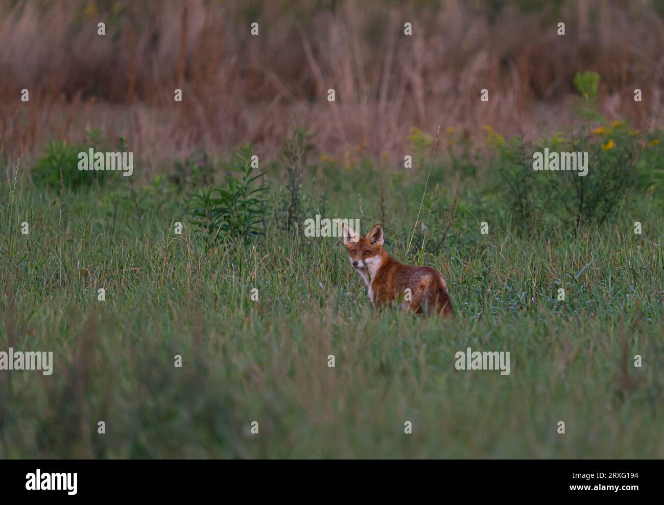 Fox in nature - fox hunting Stock Photo - Alamy