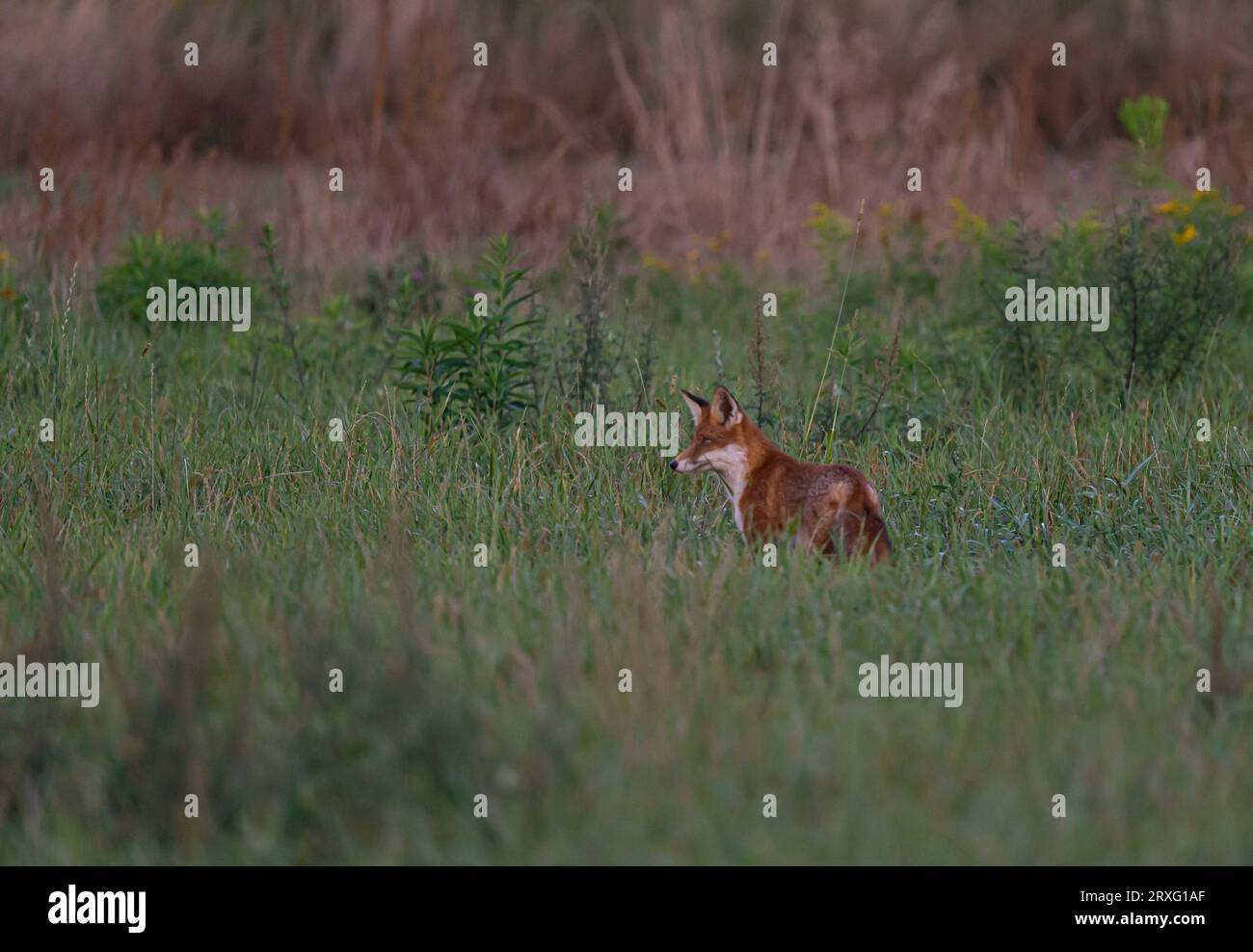 Fox in nature - fox hunting Stock Photo - Alamy
