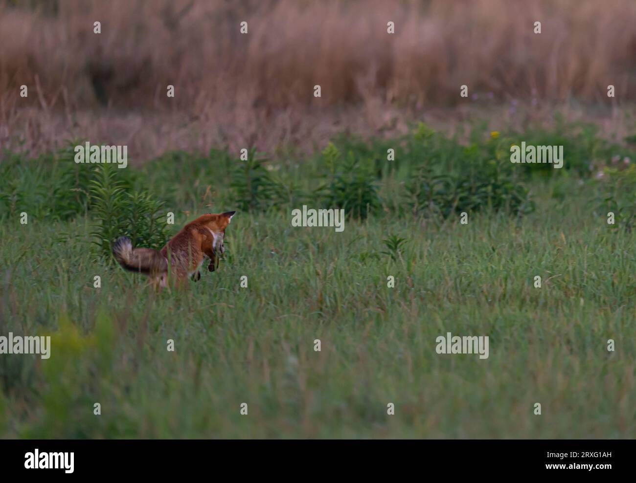 Carnivore in nature hi-res stock photography and images - Alamy