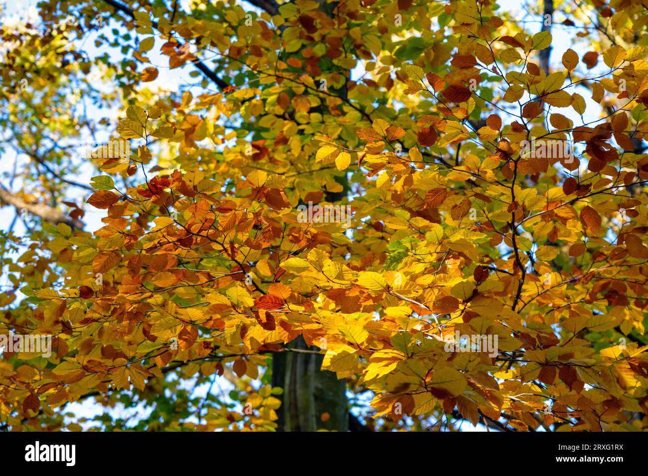 colorful fall, sunny autumn day, colorful beech trees, fagus sylvatica ...