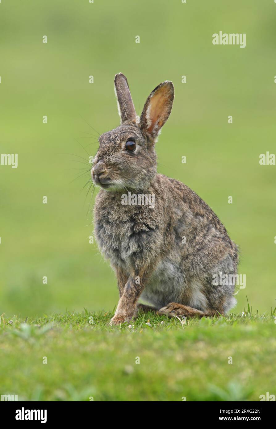 European Rabbit (Oryctolagus cuniculus) adult sitting on short grass ...