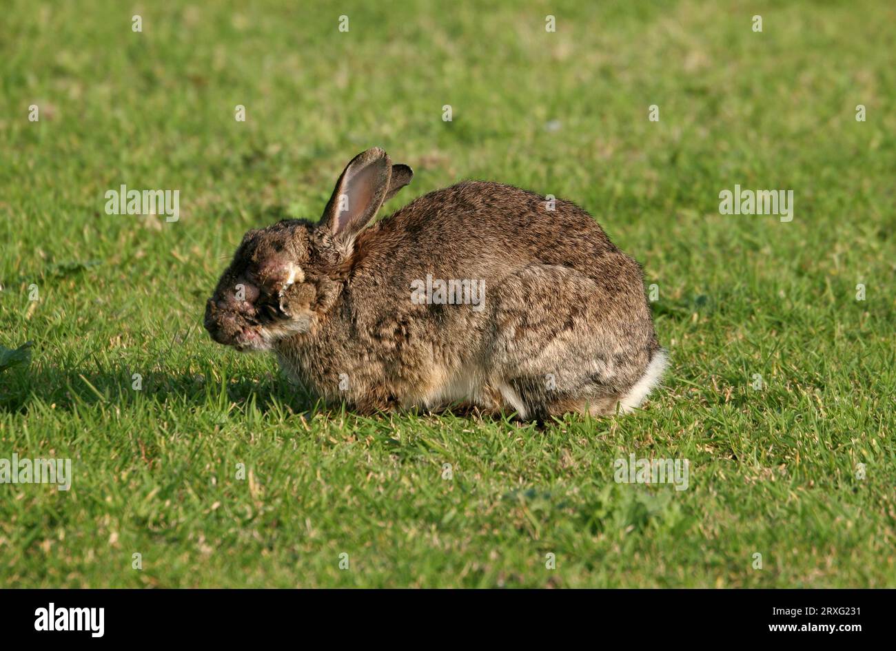 European Rabbit (Oryctolagus cuniculus) adult with advanced stages of ...