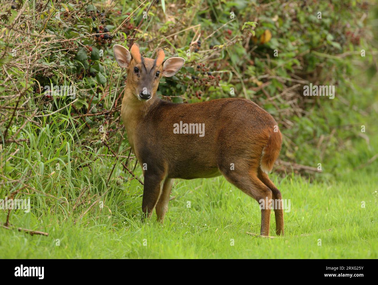 Reeves' Muntjac (Muntiacus reevesi) immature male standing by fruiting ...