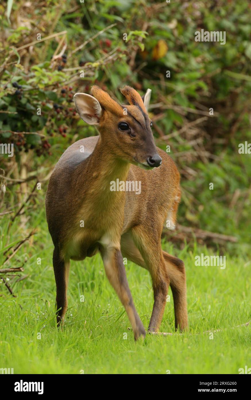 Reeves' Muntjac (Muntiacus reevesi) immature male standing by fruiting ...