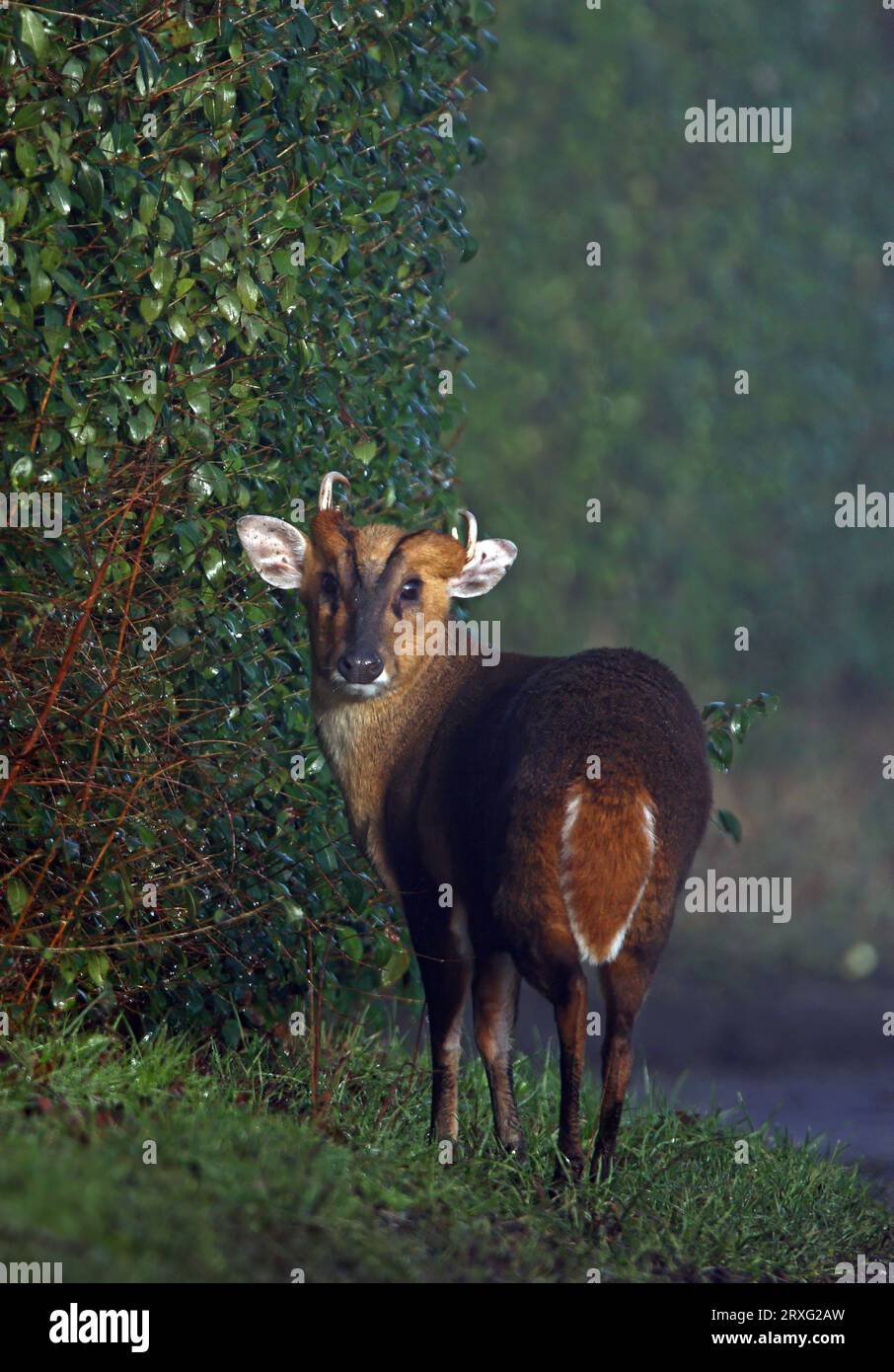 Reeves' Muntjac (Muntiacus reevesi) adult male standing by hedge on ...