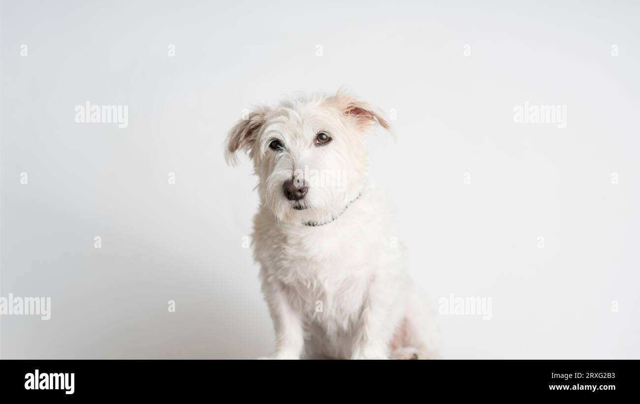 Serious, focus Jack Russell Terrier dog on isolated yellow background ...