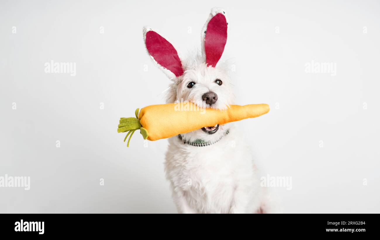 Happy Jack Russell Terrier dog bunny dressed ears rabbit easter holiday ...