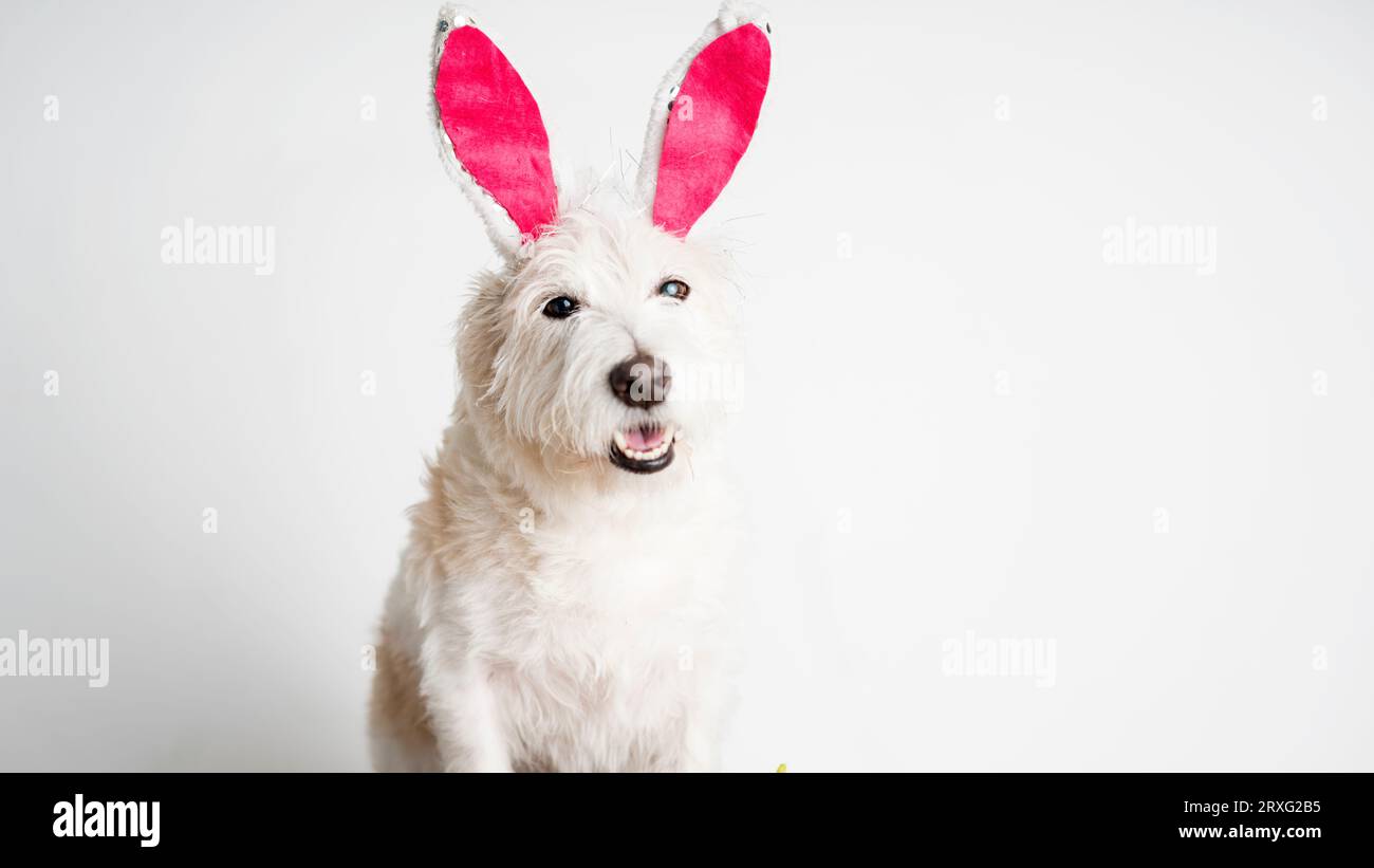 Happy Jack Russell Terrier dog bunny dressed ears rabbit easter holiday ...