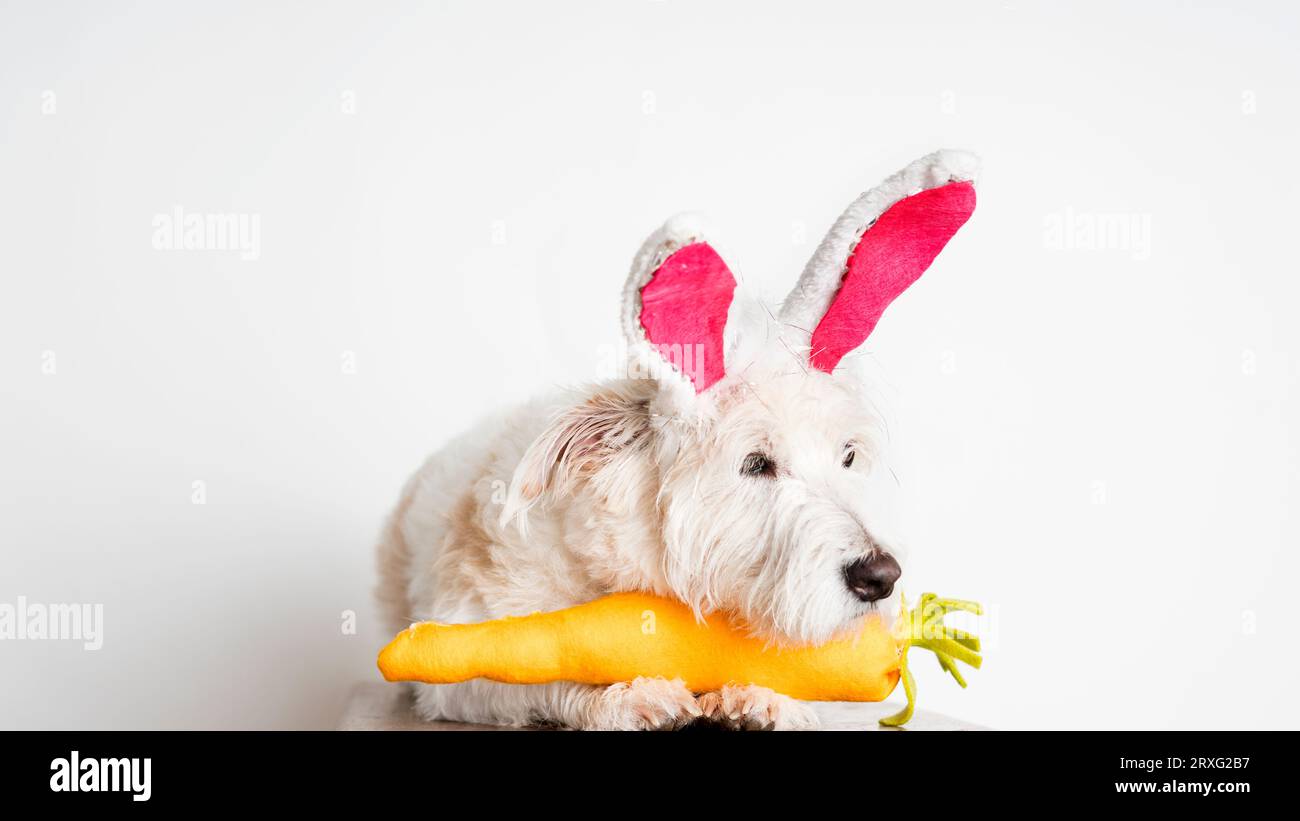 Happy Jack Russell Terrier dog bunny dressed ears rabbit easter holiday ...