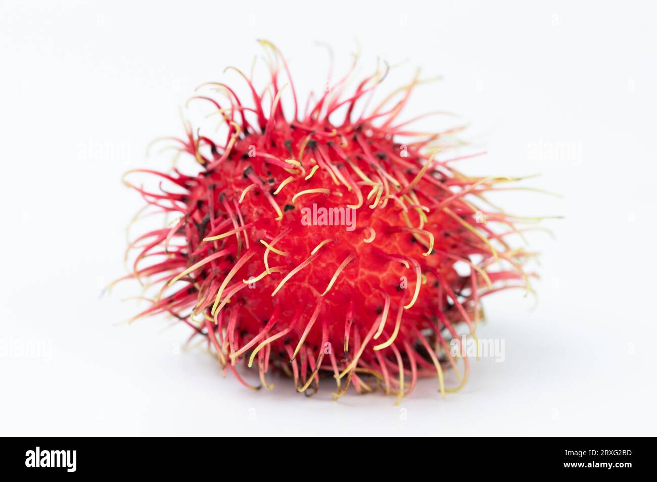 Close up of rambutan red fruit isolated on white studio background ...