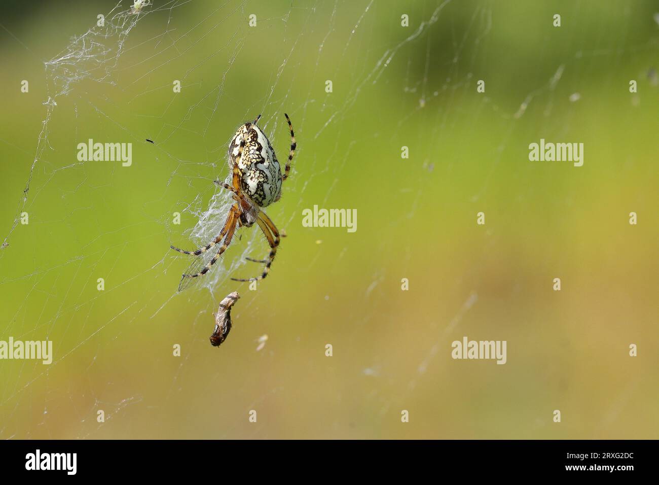 Oak leaf spider, also known as oak spider (Aculepeira ceropegia), with ...