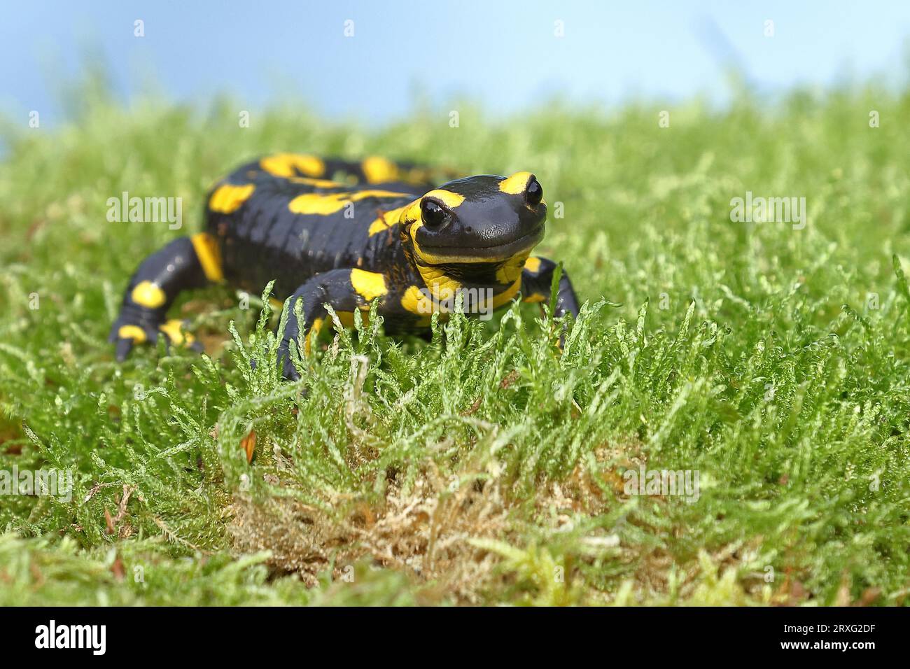 Fire salamander (Salamandra salamandra), running over moss, Wildlife ...