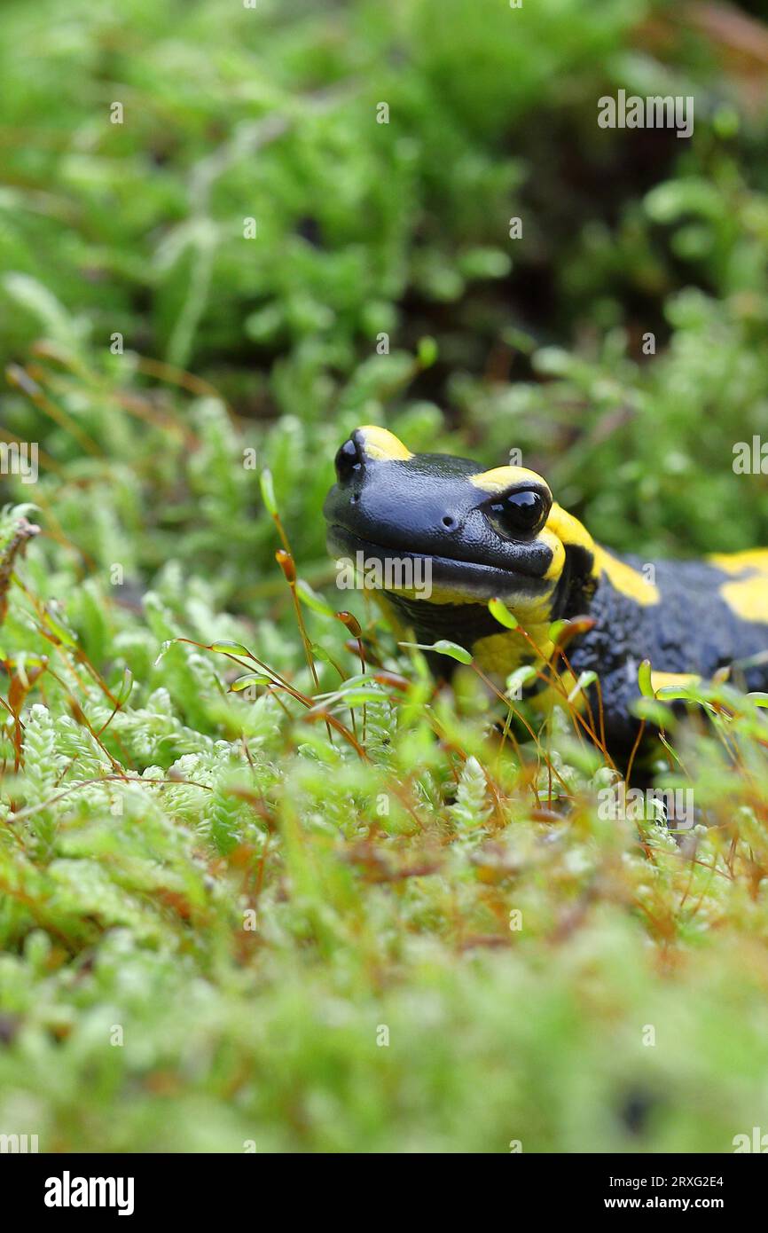 Fire salamander (Salamandra salamandra), running over moss, animal ...