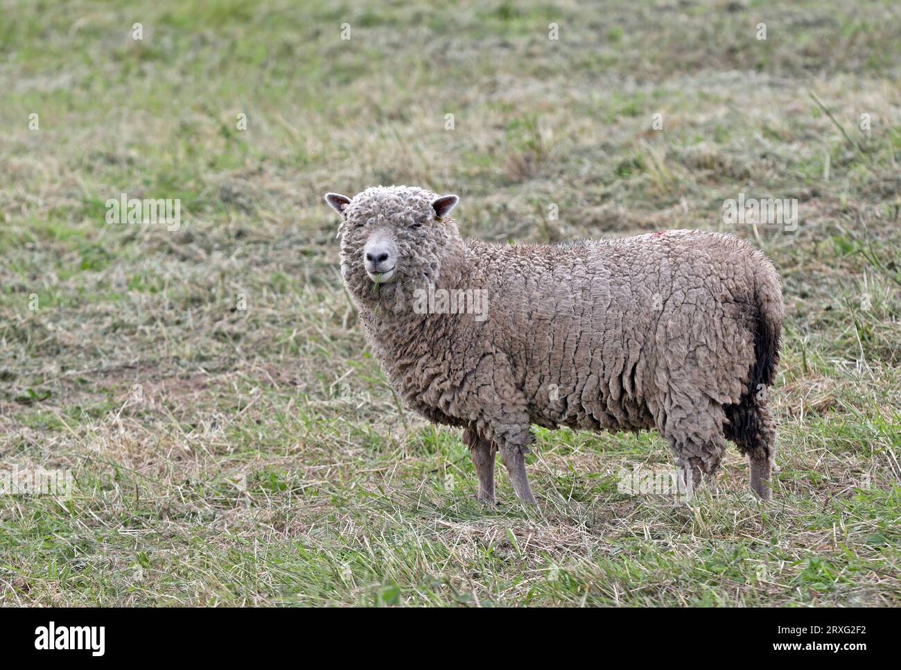 sheep grazing on newly created Higher Level Stewardship land Eccles-on ...