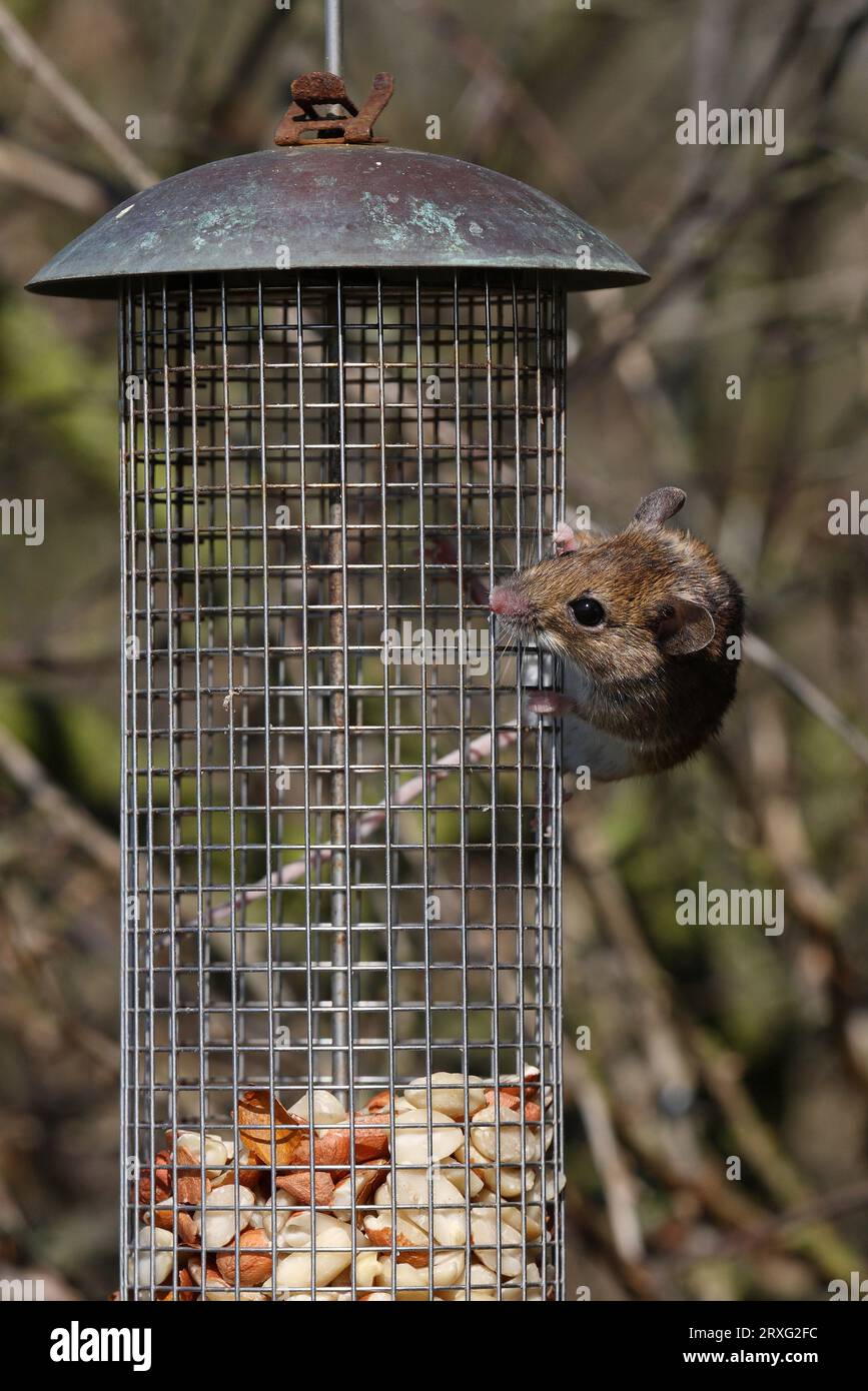 Sea mouse hi-res stock photography and images - Alamy