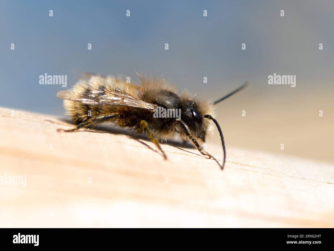 Rust red mason bee hi-res stock photography and images - Alamy