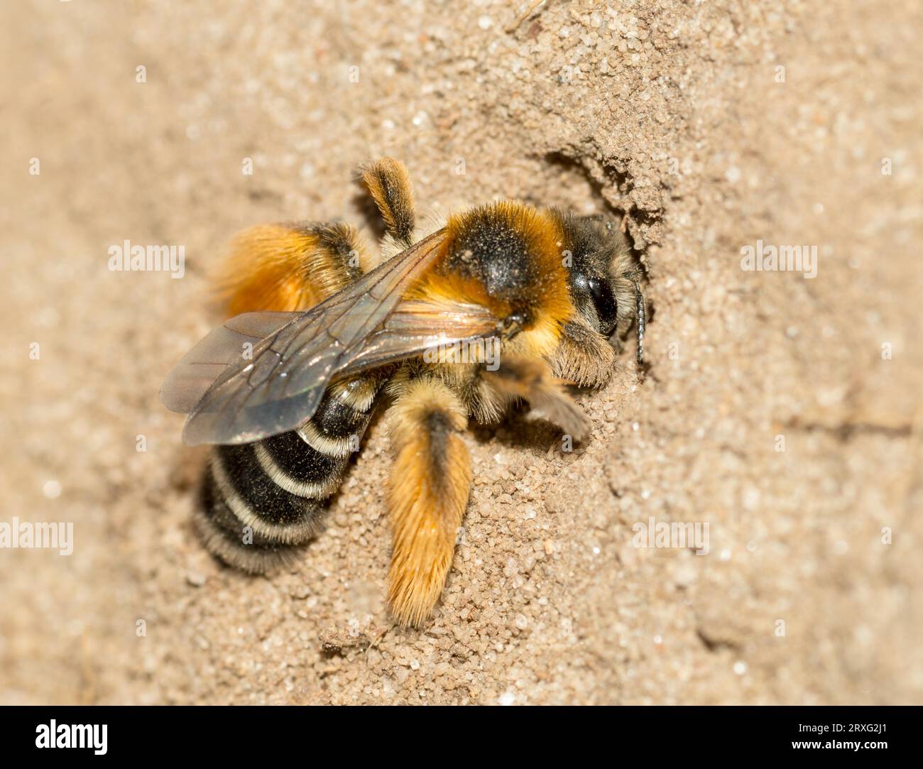 Rough-legged trouser bee or Brown-breasted trouser bee or Dark-fringed ...