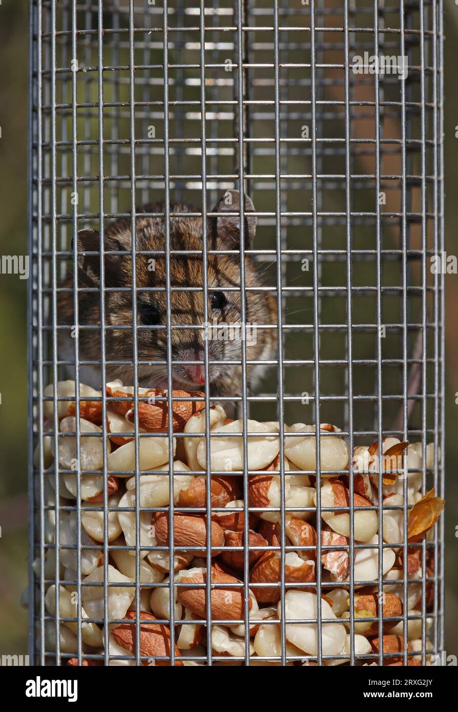 Wood Mouse (Apodemus sylvaticus) adult feeding on peanuts in bird ...