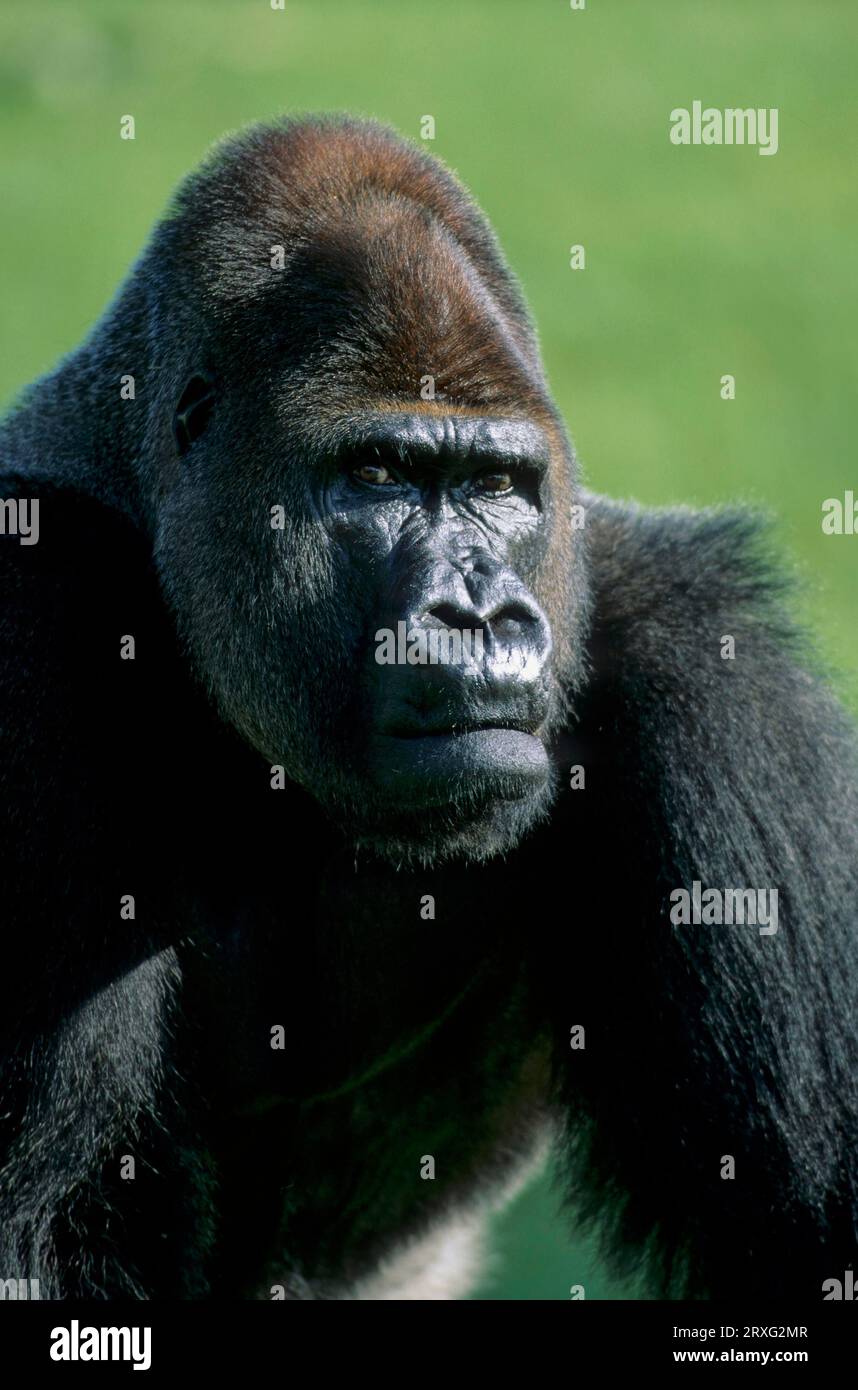 Western Lowland Gorilla, Lowlland Gorilla Stock Photo - Alamy