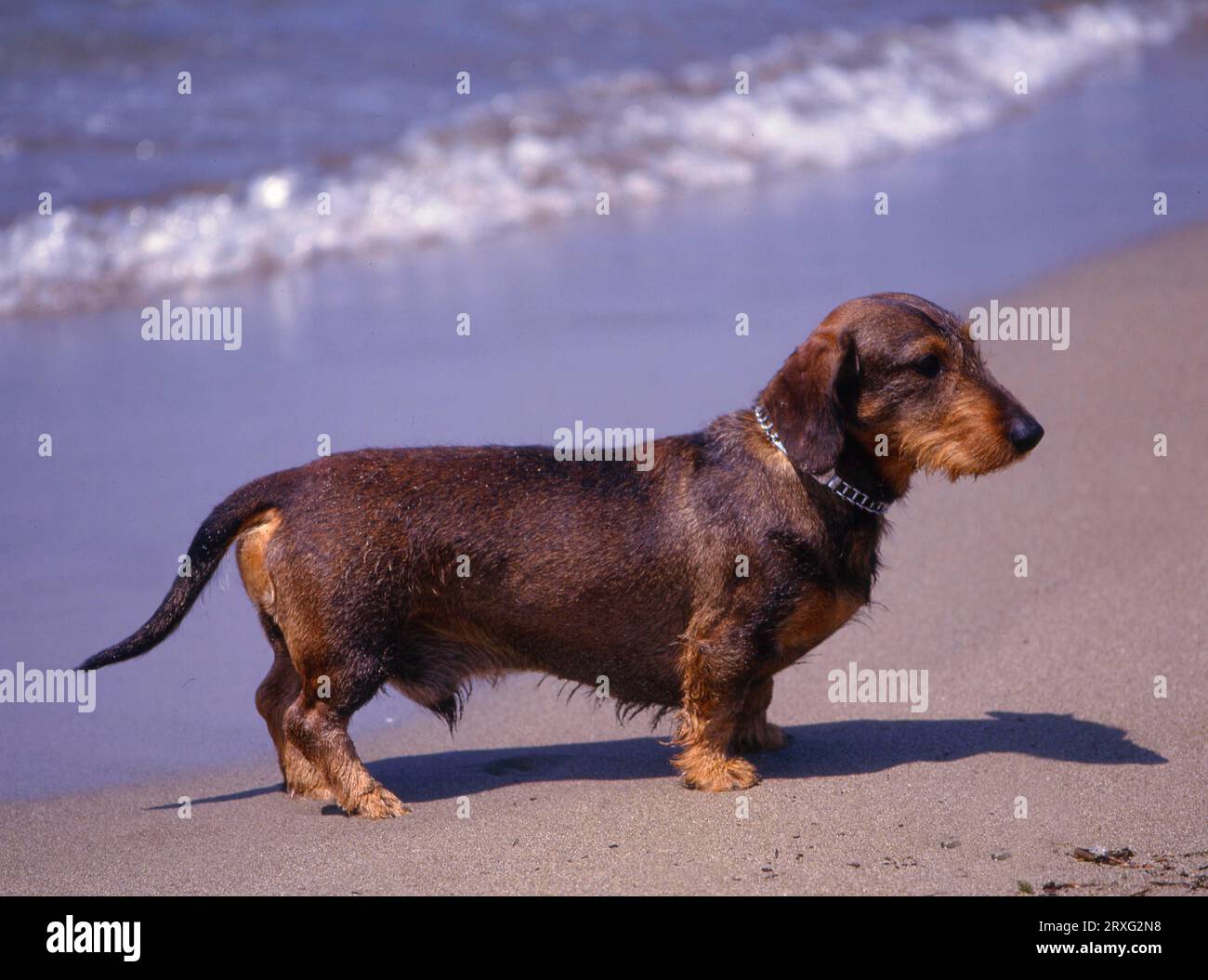 Rough-haired dachshund on the beach Dachshund, dachshund, dachshund ...
