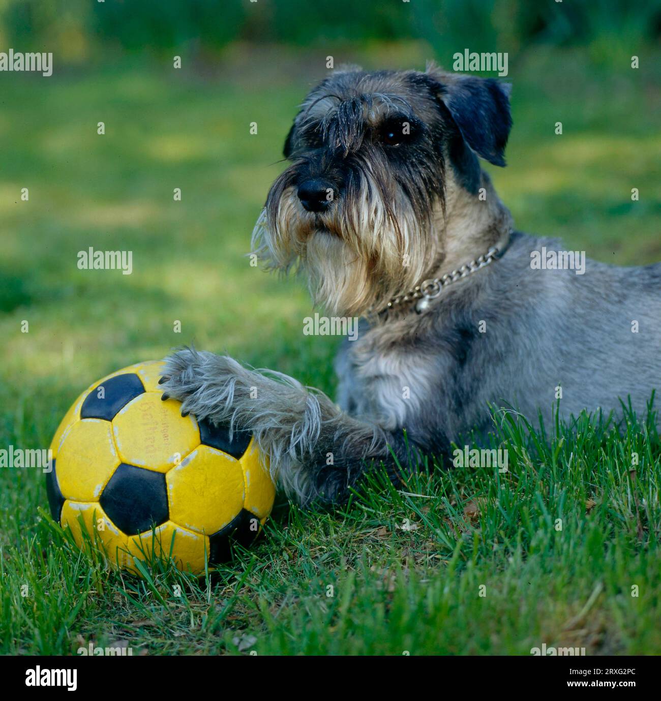 Medium schnauzer hi-res stock photography and images - Alamy