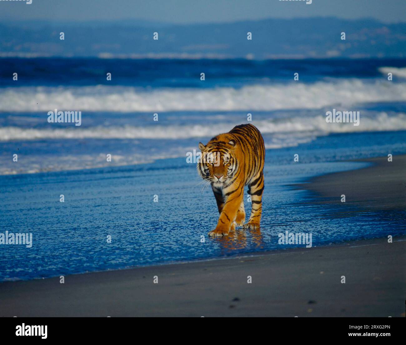 Bengal tiger (Panthera tigris tigris) on the beach running Royal Bengal ...